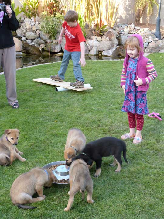 Chinook Puppies: Sun God Litter - Week 7