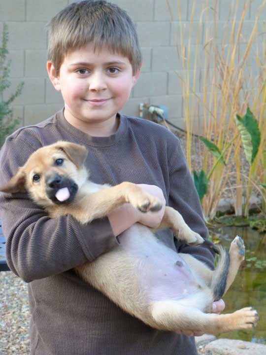 Chinook Puppies: Sun God Litter - Week 7