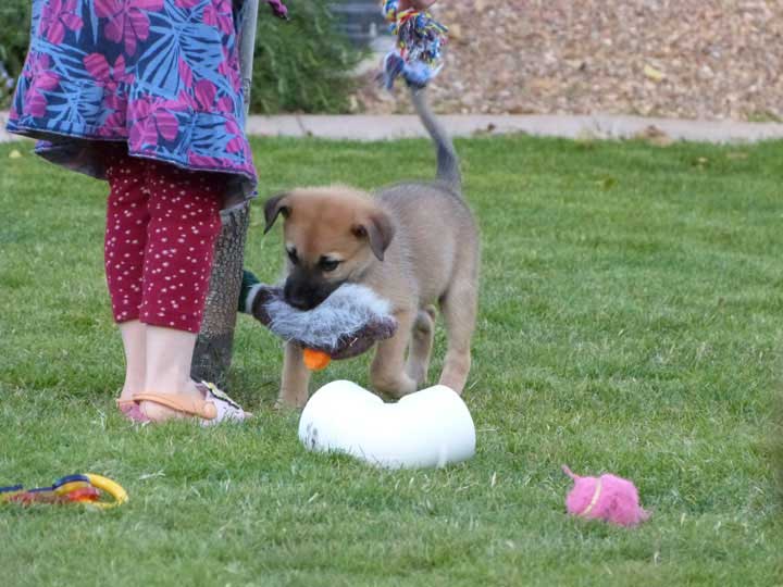 Chinook Puppies: Sun God Litter - Week 7