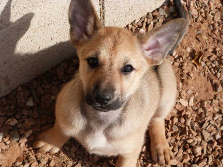 Chinook Puppies: Sun God Litter - Week 7