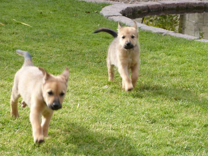 Chinook Puppies: Sun God Litter - Week 7