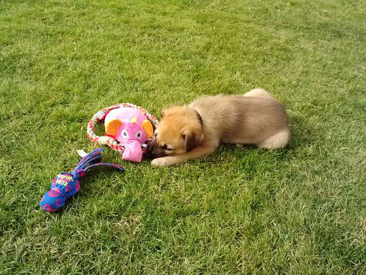 Chinook Puppies: Sun God Litter - Week 7