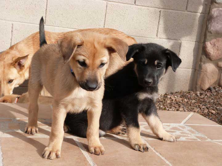 Chinook Puppies: Sun God Litter - Week 7