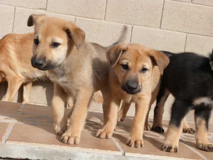 Chinook Puppies: Sun God Litter - Week 7