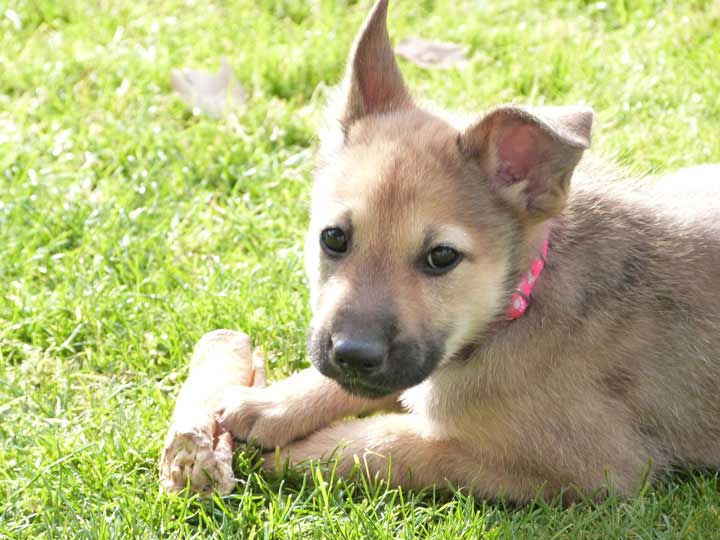 Chinook Puppies: Sun God Litter - Week 7