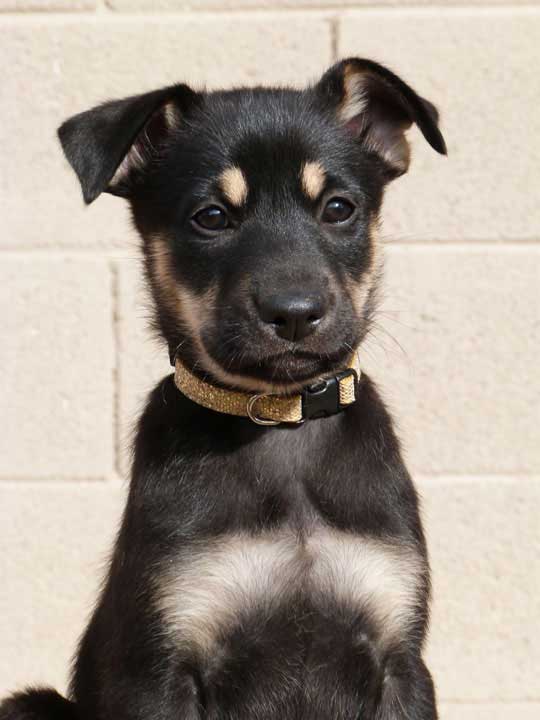 Chinook Puppies: Sun God Litter - Week 7