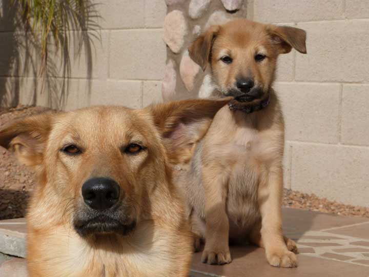 Chinook Puppies: Sun God Litter - Week 7