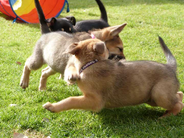 Chinook Puppies: Sun God Litter - Week 7