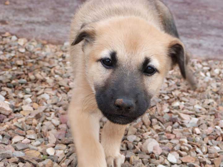 Chinook Puppies: Sun God Litter - Week 7