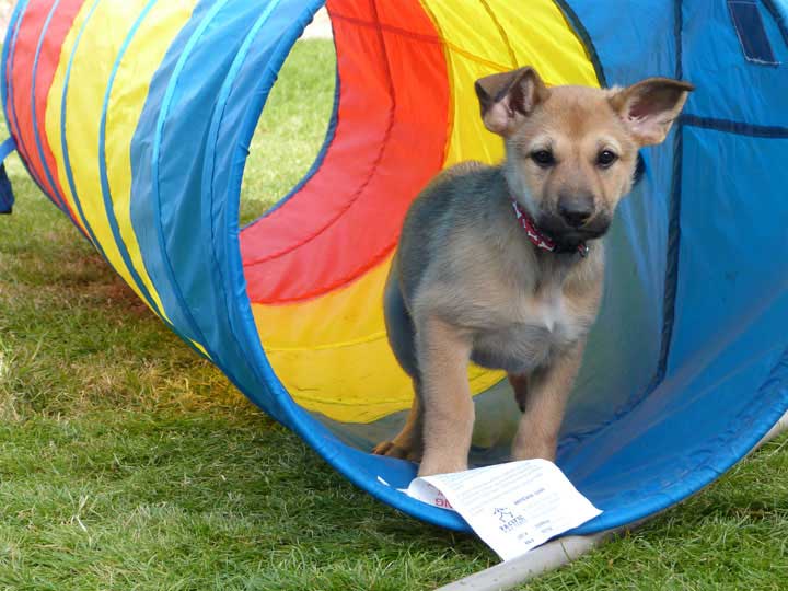 Chinook Puppies: Sun God Litter - Week 7
