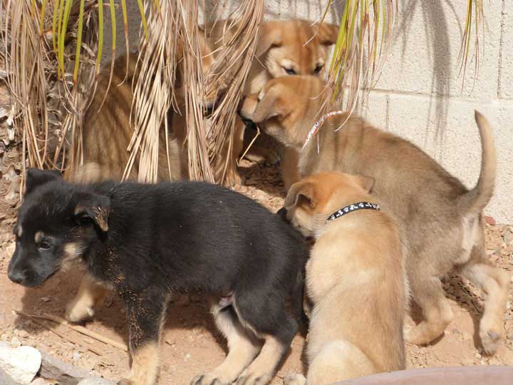 Chinook Puppies: Sun God Litter - Week 7