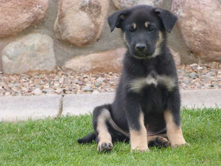 Chinook Puppies: Sun God Litter - Week 7