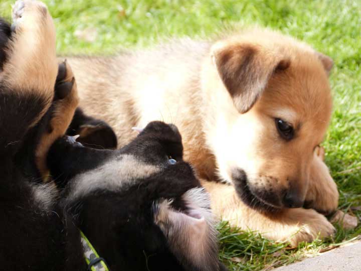 Chinook Puppies: Sun God Litter - Week 7