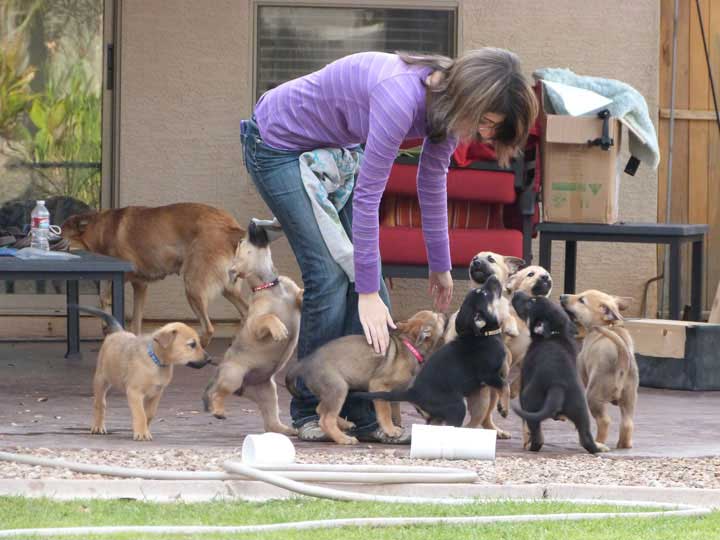 Chinook Puppies: Sun God Litter - Week 7