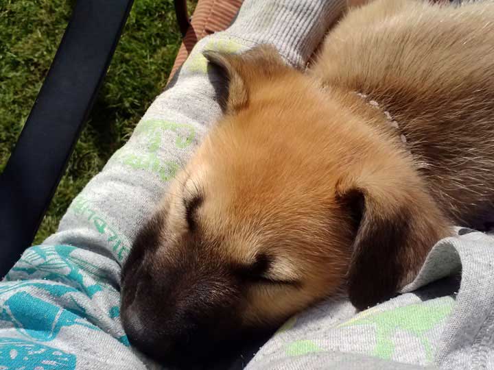 Chinook Puppies: Sun God Litter - Week 7