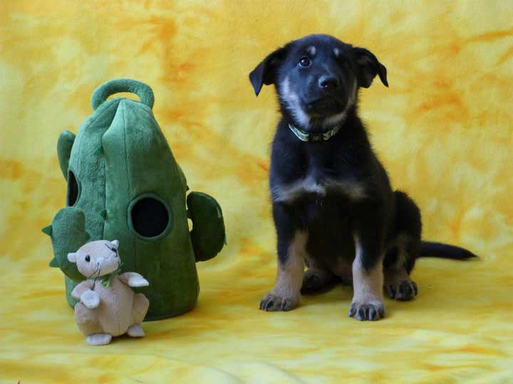 Chinook Puppies: Sun God Litter - Week 7