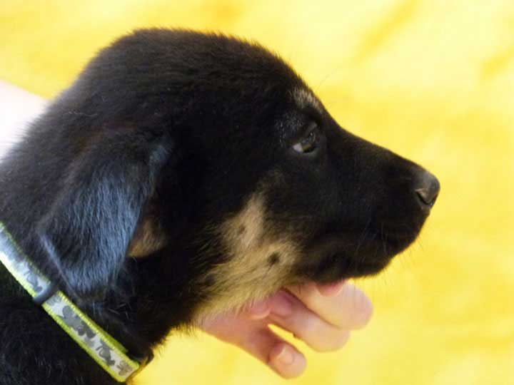 Chinook Puppies: Sun God Litter - Week 7