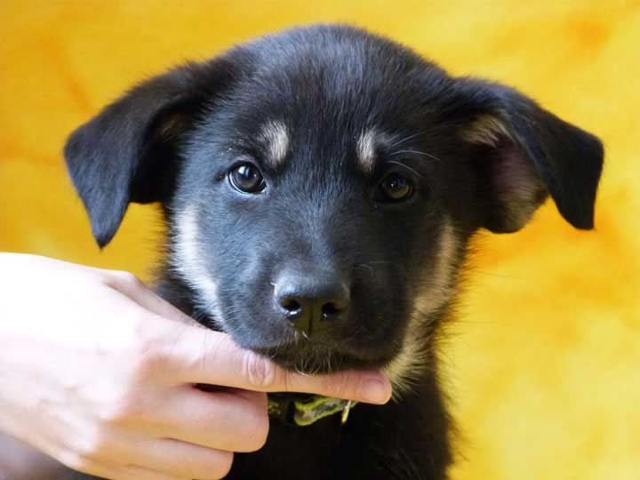 Chinook Puppies: Sun God Litter - Week 7