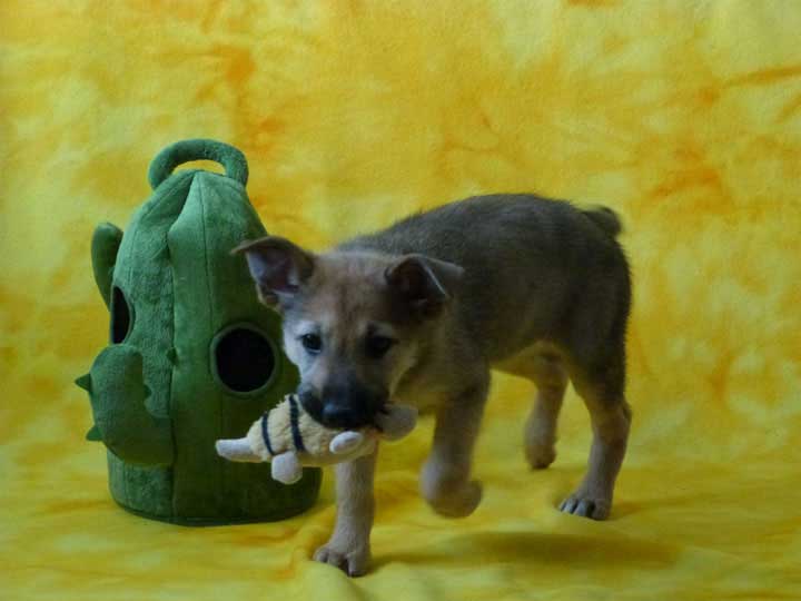 Chinook Puppies: Sun God Litter - Week 7