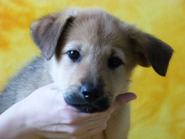 Chinook Puppies: Sun God Litter - Week 7