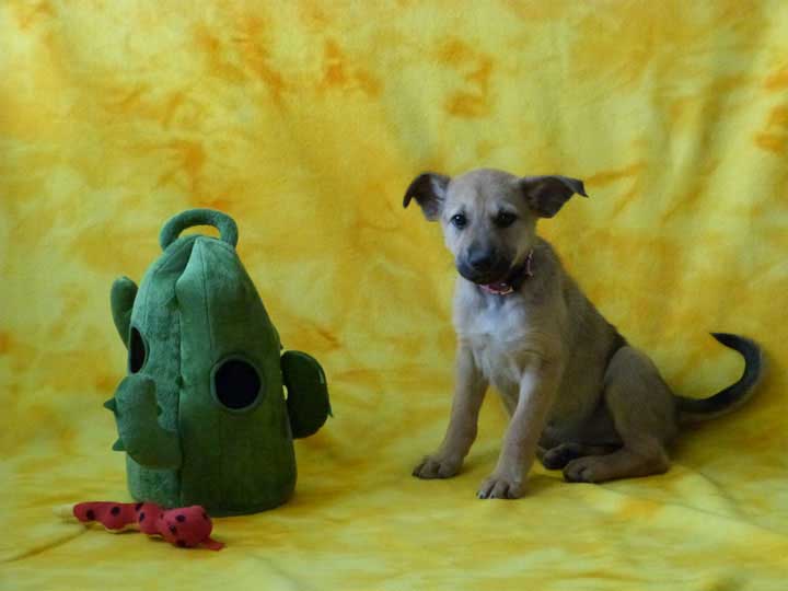 Chinook Puppies: Sun God Litter - Week 7