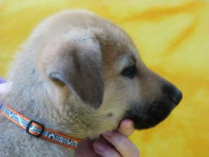 Chinook Puppies: Sun God Litter - Week 7
