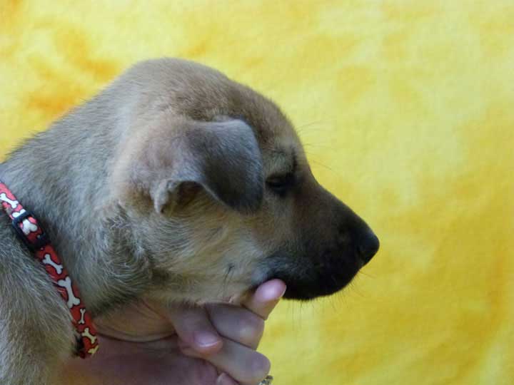 Chinook Puppies: Sun God Litter - Week 7
