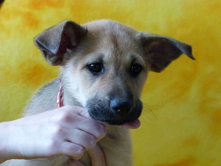 Chinook Puppies: Sun God Litter - Week 7