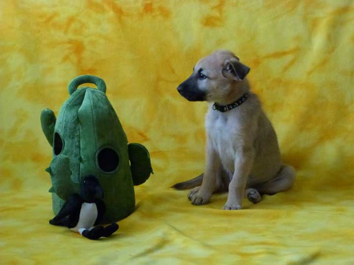 Chinook Puppies: Sun God Litter - Week 7