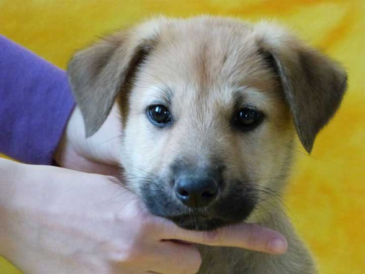 Chinook Puppies: Sun God Litter - Week 7