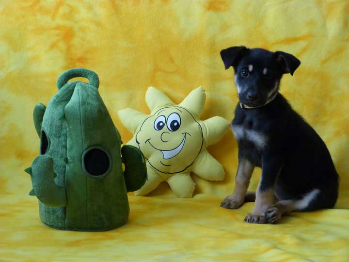 Chinook Puppies: Sun God Litter - Week 7