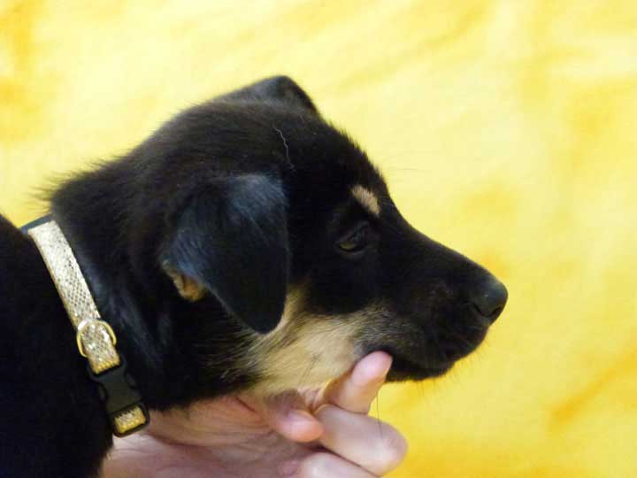 Chinook Puppies: Sun God Litter - Week 7