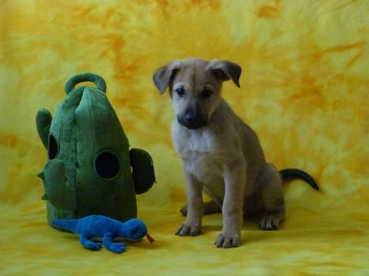 Chinook Puppies: Sun God Litter - Week 7