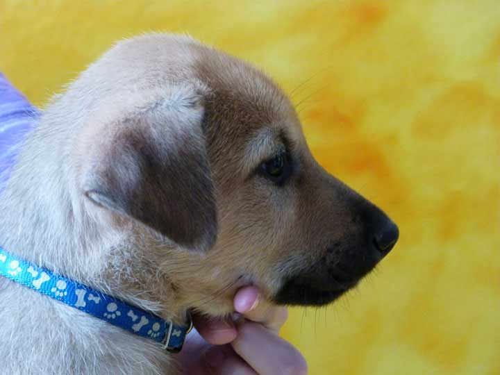 Chinook Puppies: Sun God Litter - Week 7