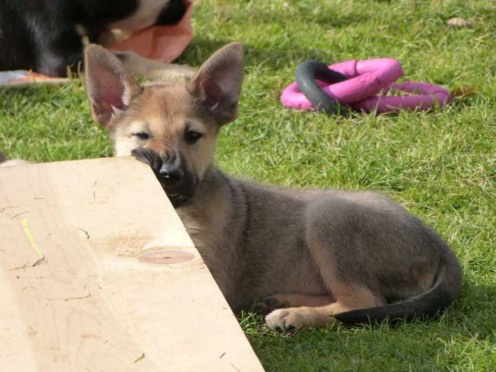 Chinook Puppies: Sun God Litter - Week 8