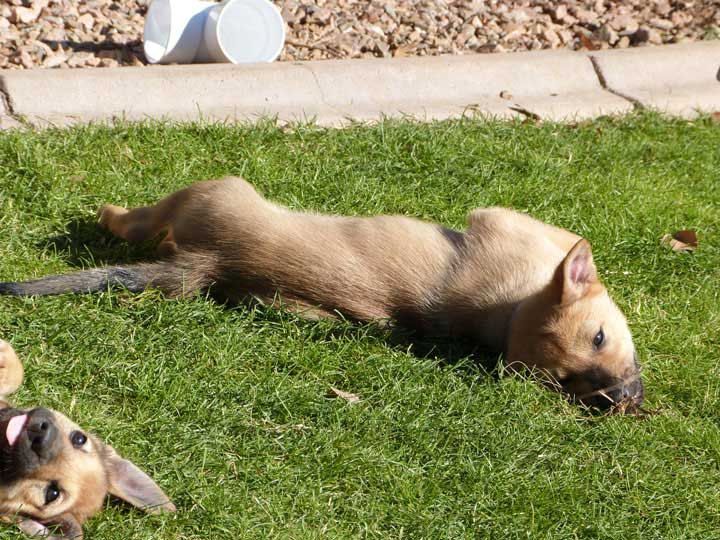 Chinook Puppies: Sun God Litter - Week 8