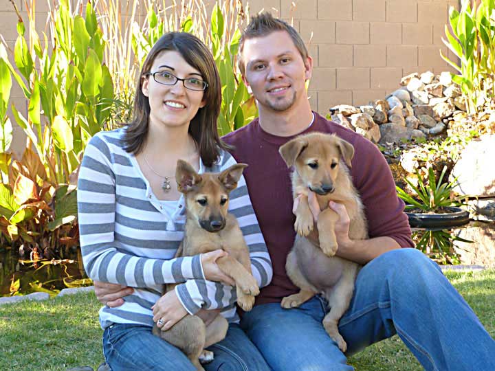 Chinook Puppies: Sun God Litter - Week 8