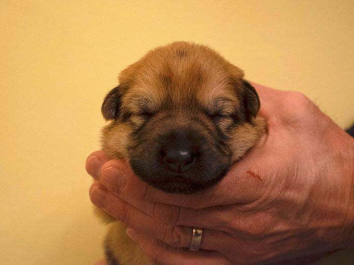 Chinook Puppies: Sweetheart Litter - Week 1