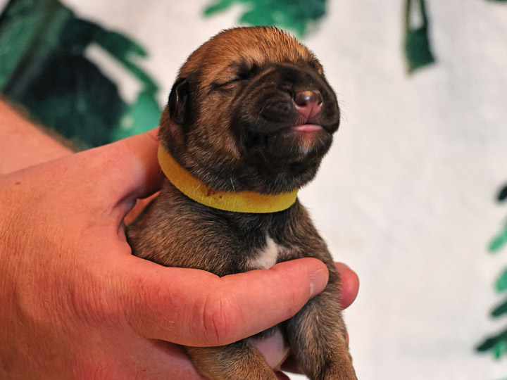 Chinook Puppies: Northwest Forest Litter - Birth