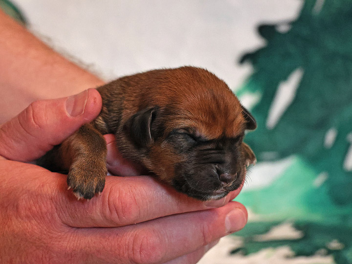 Chinook Puppies: Northwest Forest Litter - Birth