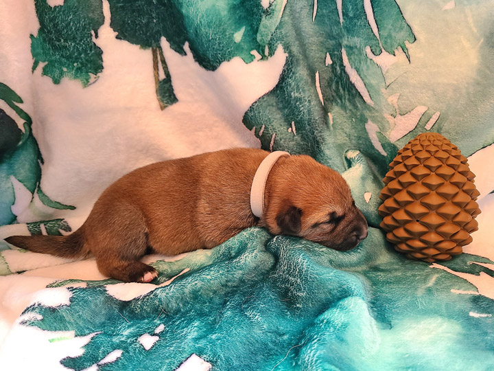 Chinook Puppies: Northwest Forest Litter - Week 1