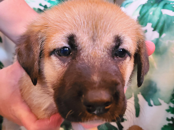 Chinook Puppies: Northwest Forest Litter - Week 5