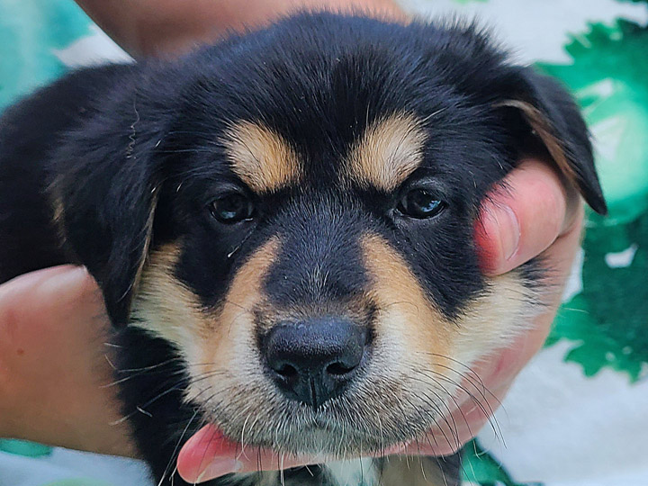 Chinook Puppies: Northwest Forest Litter - Week 5