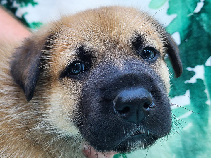 Chinook Puppies: Northwest Forest Litter - Week 5
