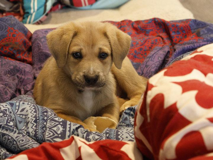 Chinook Puppies: Avatar Litter - Week 8