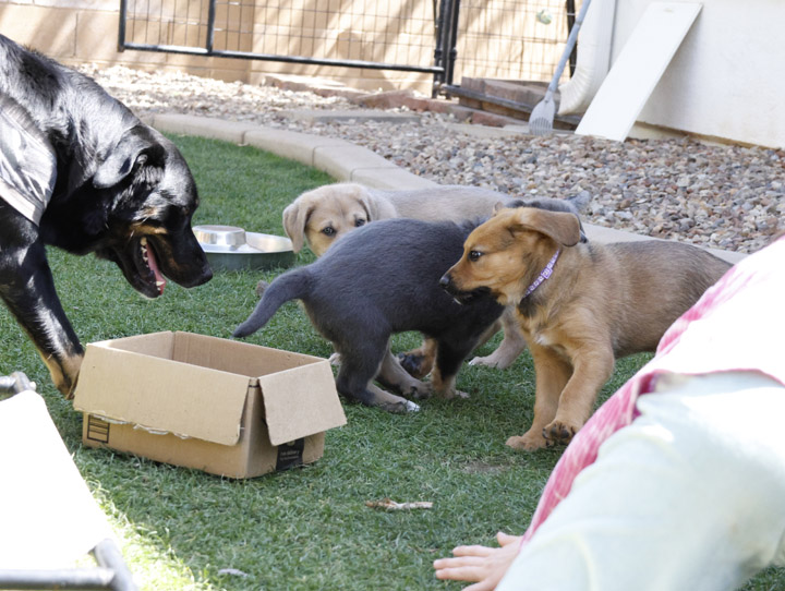 Chinook Puppies: Avatar Litter - Week 8