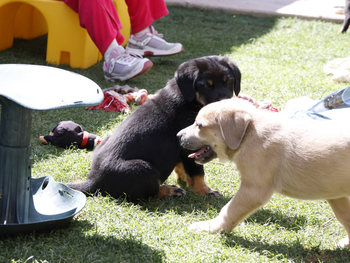Chinook Puppies: Avatar Litter - Week 8