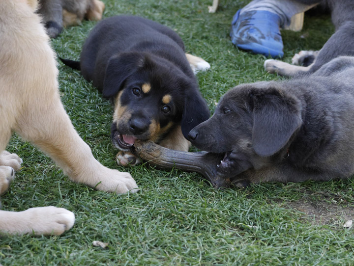 Chinook Puppies: Avatar Litter - Week 8