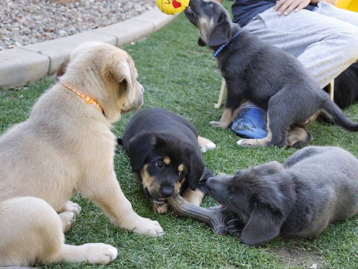 Chinook Puppies: Avatar Litter - Week 8